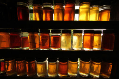 Maple | Morse Farm Maple